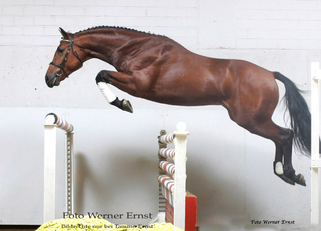 Aktuelle Fotos - Professionelle Zuchtaufnahmen - Standbilder - Trab ...